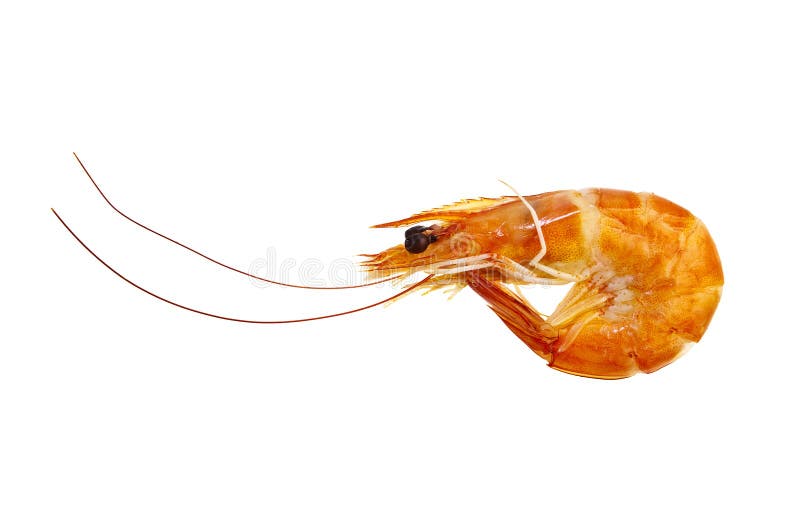 Single Shrimp stock photo. Image of shrimp, food, overhead - 9000770