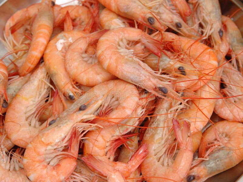 Boiled shrimp stock photo. Image of cook, shell, shrimp - 1340338