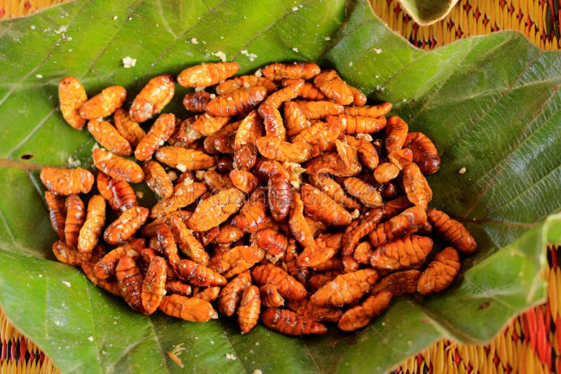 Boiled silkworm stock photo. Image of silkworm, chrysalis - 36403700
