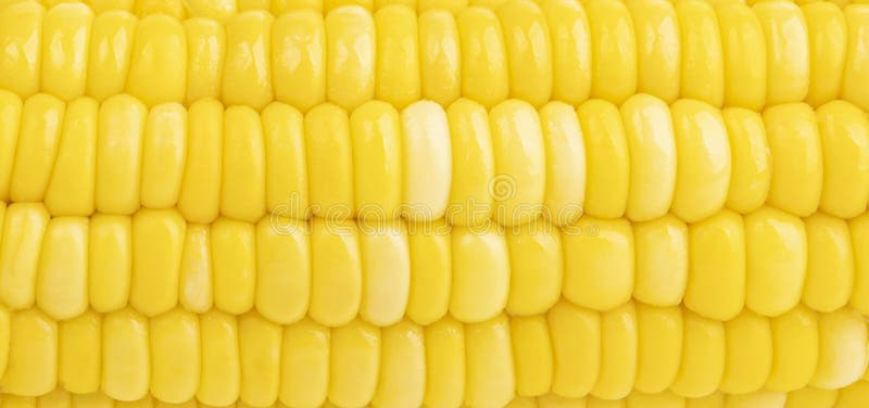 A Boiled Sweet Corn Full Frame with Corn Detail Stock Image - Image of ...