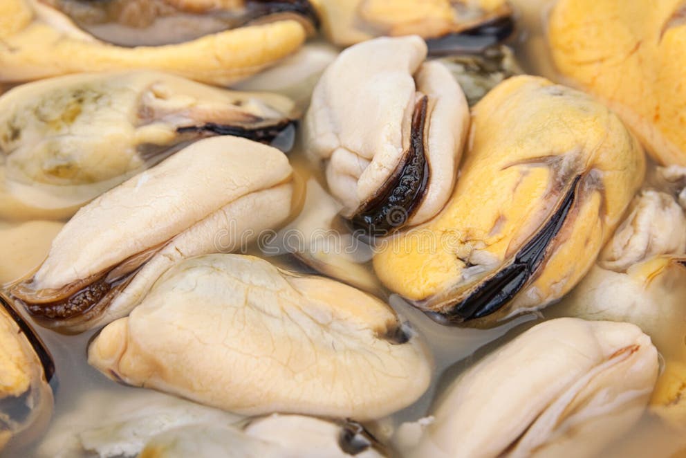 Boiled yellow mussel stock photo. Image of mussel, yellow - 16335764