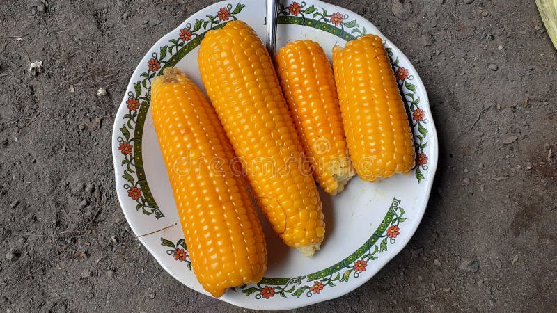 Boiled young corn stock photo. Image of plate, boiled - 254126158