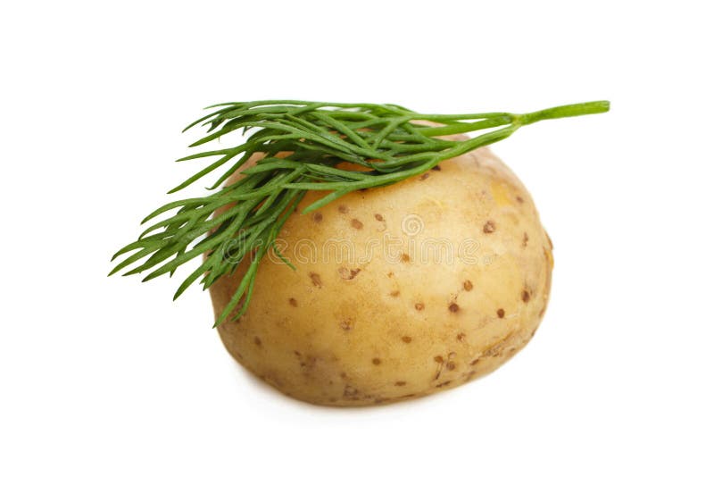 Boiled Young Potato with Dill Stock Image - Image of young, isolated ...