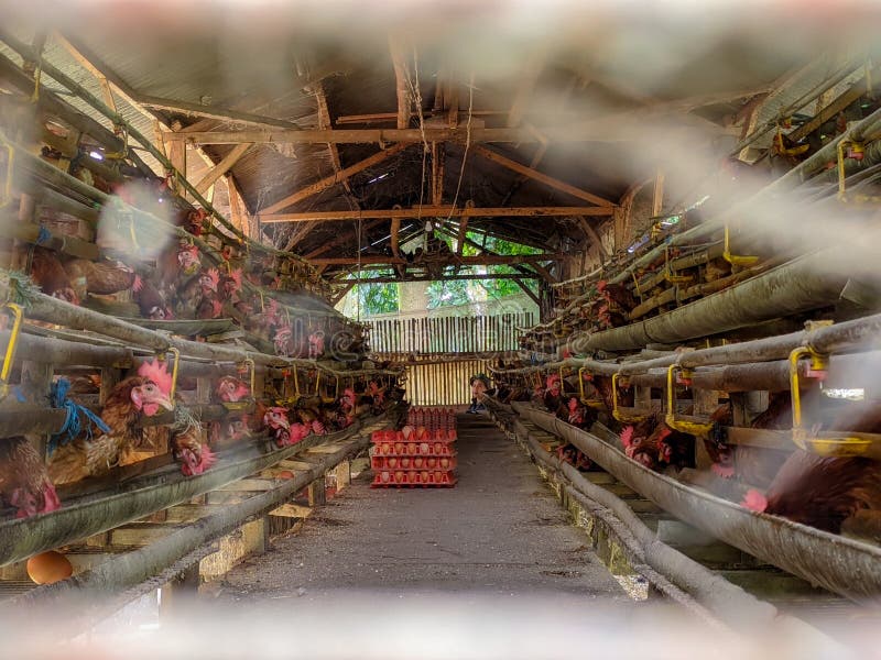 Boiler chicken farm editorial stock photo. Image of boiler - 267201403