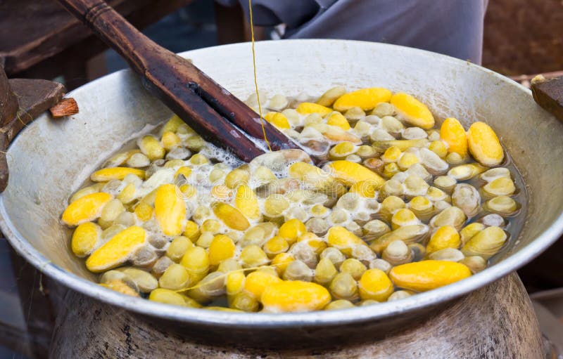 Boiling cocoon in a pot stock photo. Image of soft, spin - 20720306