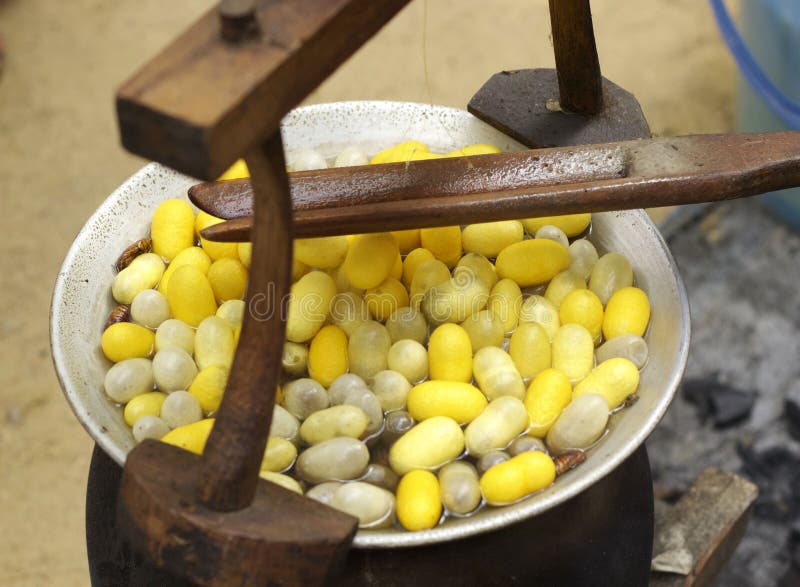 Boiling Silkworm Cocoon In A Pot To Prepare Thread Silk. Stock Image ...