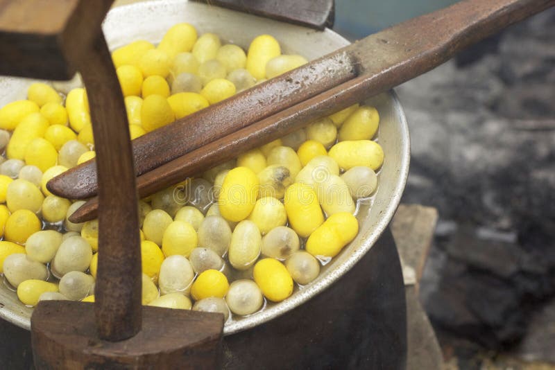 Boiling Cocoon in a Pot To Prepare a Cocoon Silk. Stock Photo - Image ...