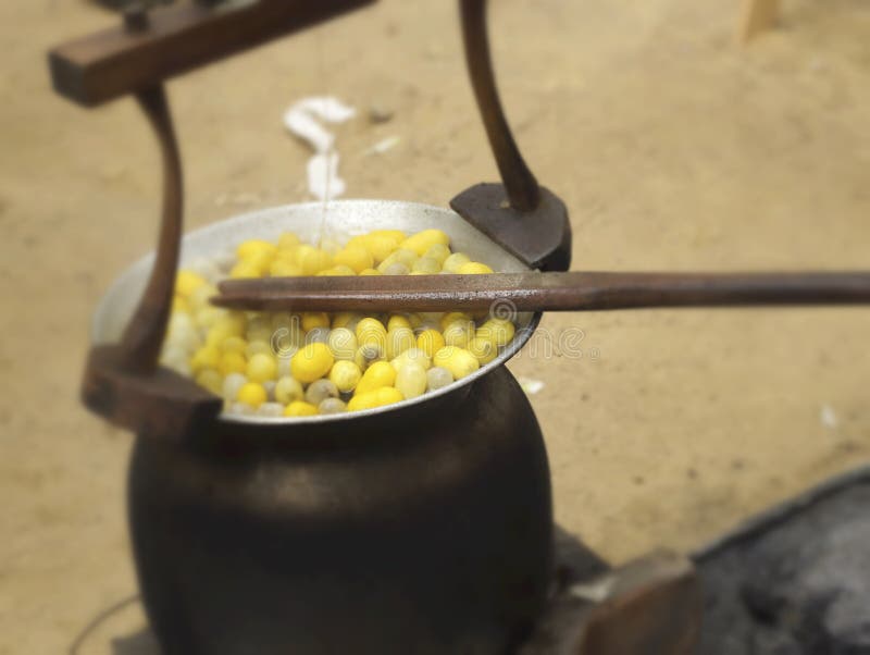 Boiling Cocoon in a Pot To Prepare a Cocoon Silk. Stock Image - Image ...