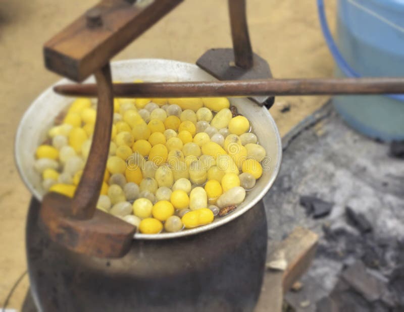 Boiling Cocoon in a Pot To Prepare a Cocoon Silk. Stock Image - Image ...
