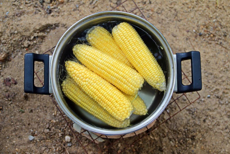 Boiling fresh corn in pot stock image. Image of corn - 188852839