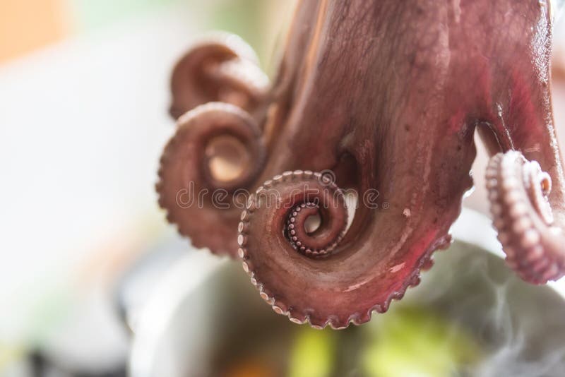 Boiling Octopus- Curled Tentacles Stock Photo - Image of animal, fresh ...