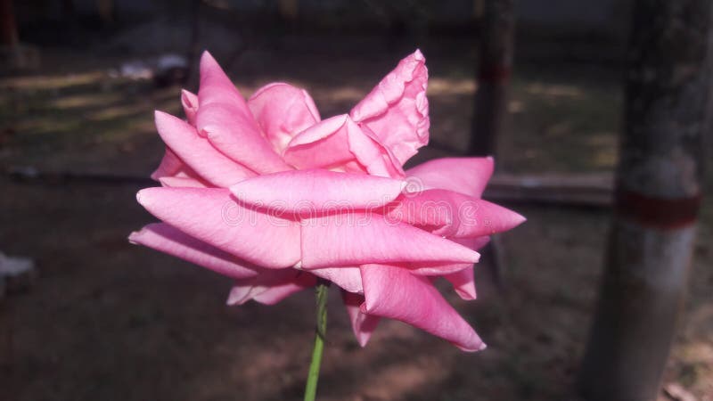 Boiling pink rose stock image. Image of rose, bouquet - 240878957