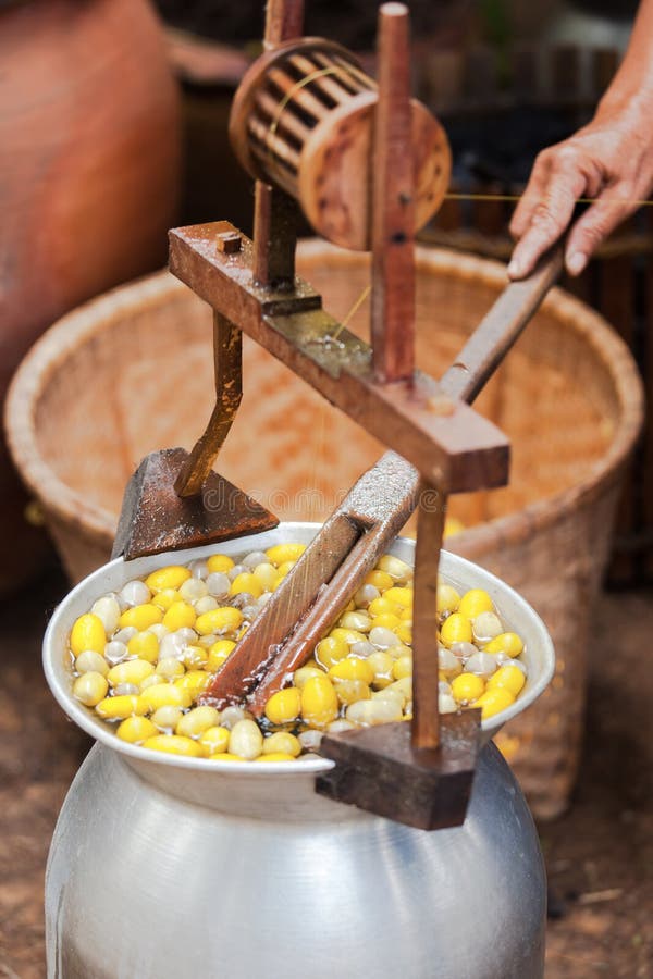 Boiling Silk Cocoons for Take Sik Fiber Stock Photo - Image of asian ...