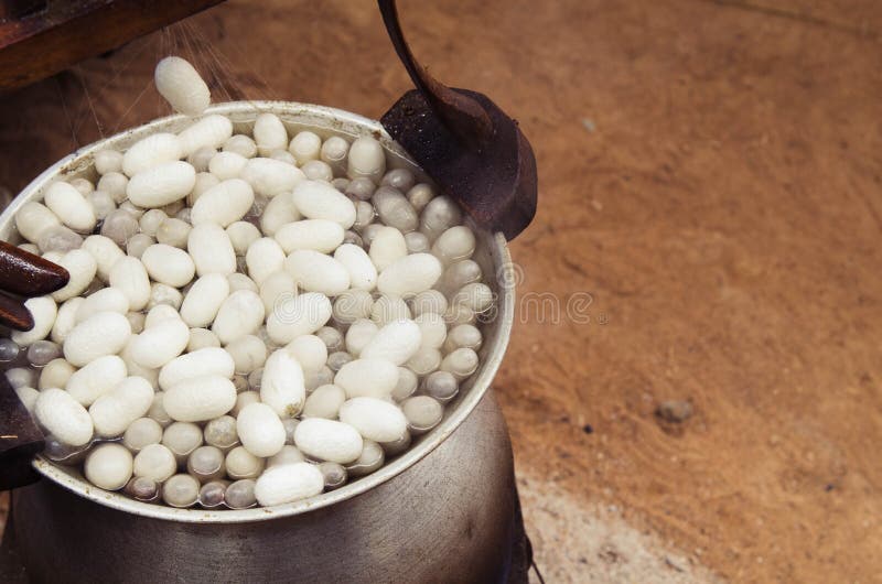 Boiling silkworm cocoon stock image. Image of larva, capsule - 65554677
