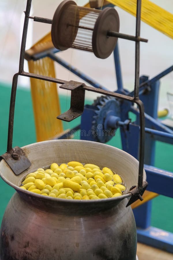 Boiling Silkworm Cocoon in a Pot To Prepare Thread Silk. Stock Image ...