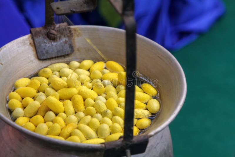 Boiling Silkworm Cocoon in a Pot To Prepare Thread Silk. Stock Photo ...