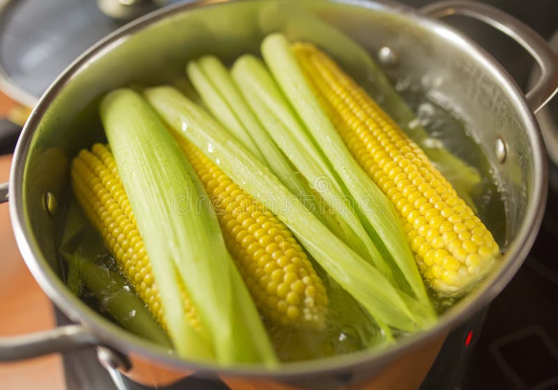 Boiling sweet corn in pot stock photo. Image of agriculture - 103360386