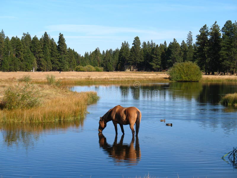Le Cheval Boit De L'eau Du Seau En Plastique Sur Le Fond Du Paysage ...