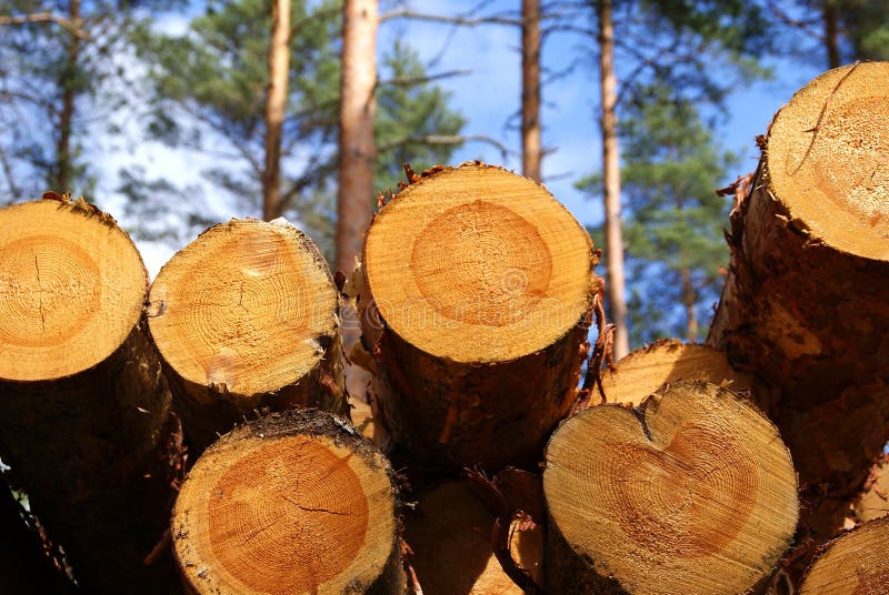 Bois De Construction De Pin Dans La Forêt Photo stock - Image du ...