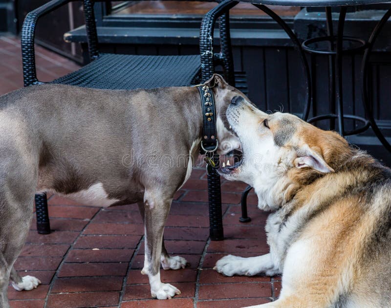 Bois De Construction Wolf Playing Avec Pit Bull Photo stock - Image du ...