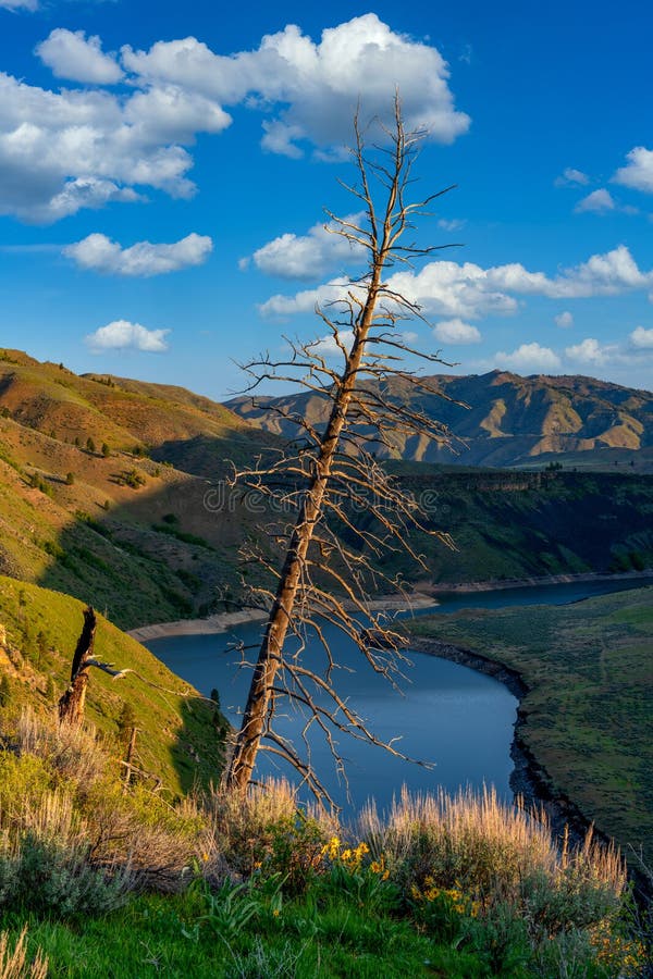 Boise River in the Spring with a Tree and Clouds in the Sky Stock Image ...