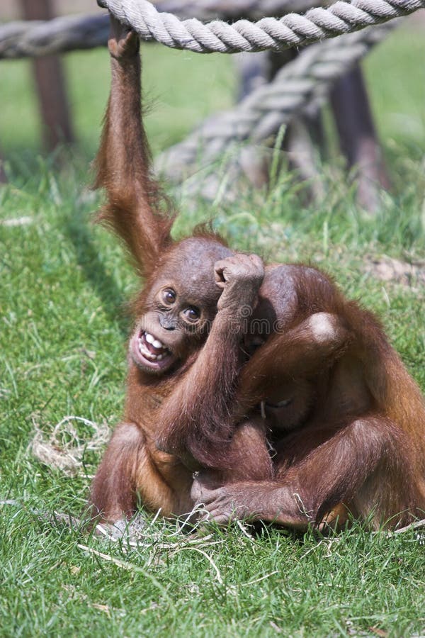 Boisterous Orangutans stock image. Image of monkey, forest - 963551