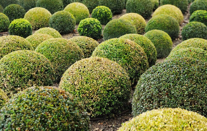 Arbusto Redondo En Un Florero, Concepto Que Ajardina Del Boj Del Jardín ...