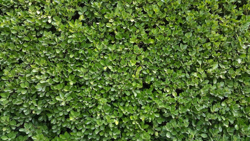 Seto del boj imagen de archivo. Imagen de gardening, diseño - 15055525