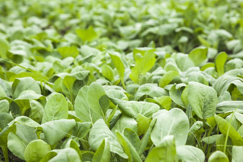 Field of Pak Choi stock photo. Image of food, fatm, leaves - 31571158