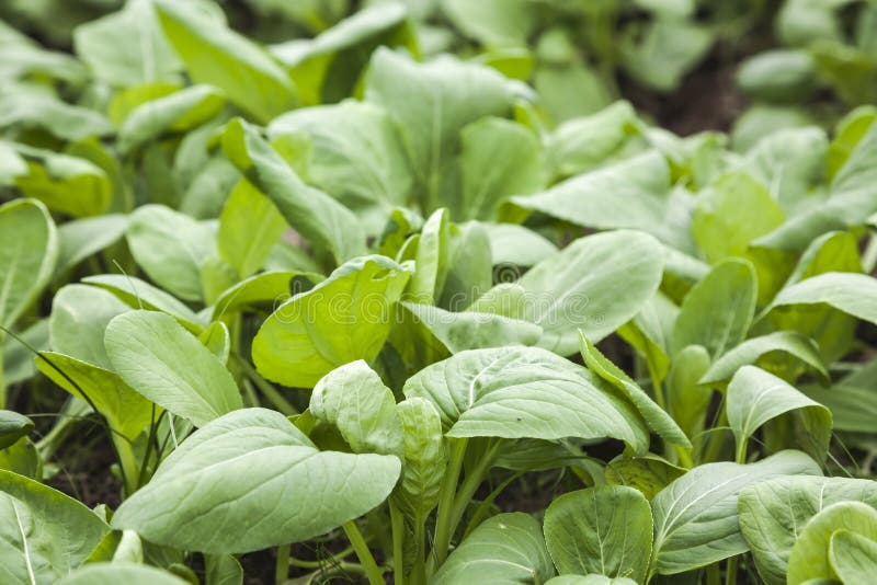 Field of Pak Choi stock photo. Image of food, fatm, leaves - 31571158