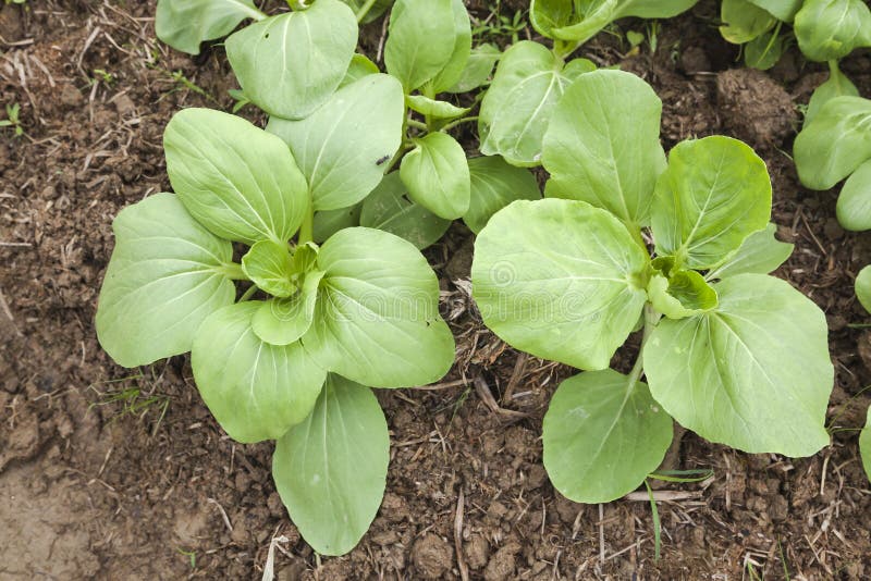 121 Pechay Photos - Free & Royalty-Free Stock Photos from Dreamstime