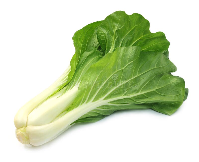 Bok choy stock photo. Image of detail, gardening, brassica - 16700264