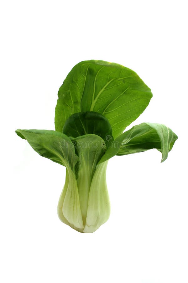 Bok Choy stock image. Image of paak, fresh, flavorsome - 3317087