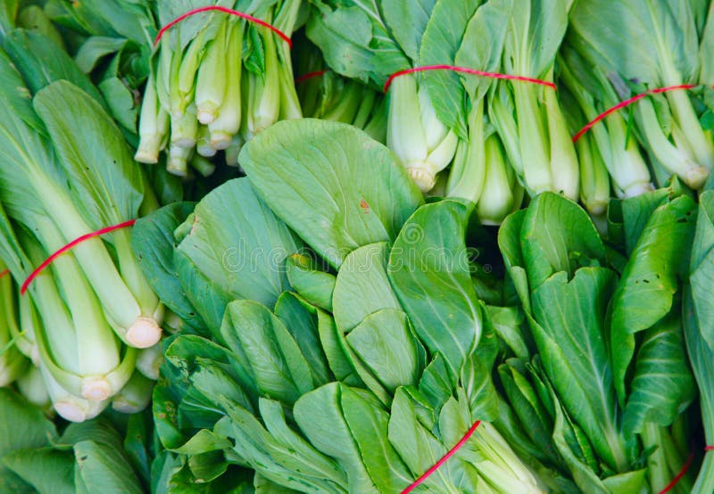 Bok choy stock photo. Image of ingredients, food, nutritional - 18182396