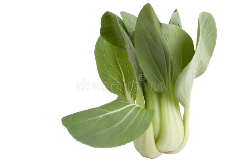 Bok choy stock photo. Image of vegetarian, mustard, food - 9720118
