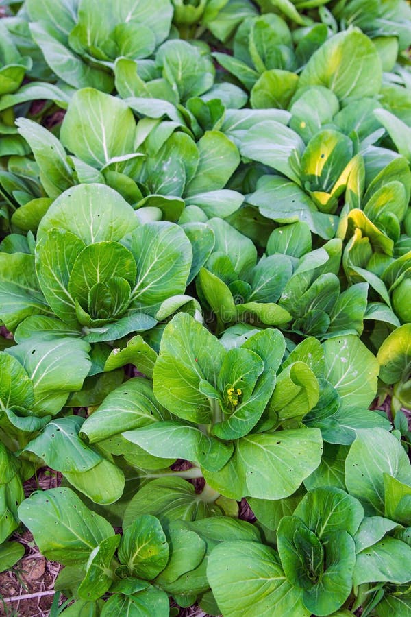 Bok Choy (chinese Cabbage), Vegetable. Stock Image - Image of green ...