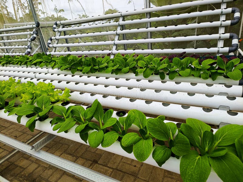 Bok Choy Hydroponic stock image. Image of agriculture - 269076283
