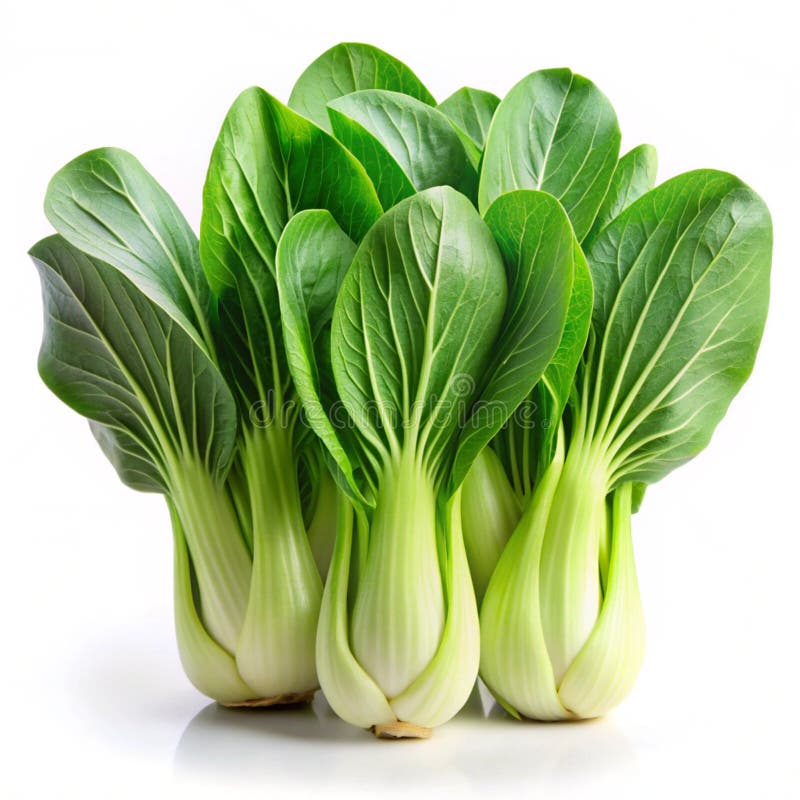 Bok Choy Isolated on White Background Stock Illustration - Illustration ...