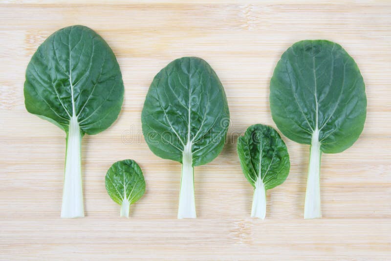 Bok choy leaf stock image. Image of choi, tree, kitchen - 11549457