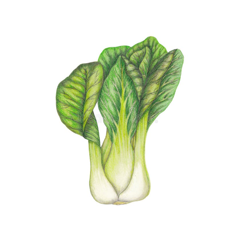Bok choy stock illustration. Illustration of vegan, isolated - 68480127