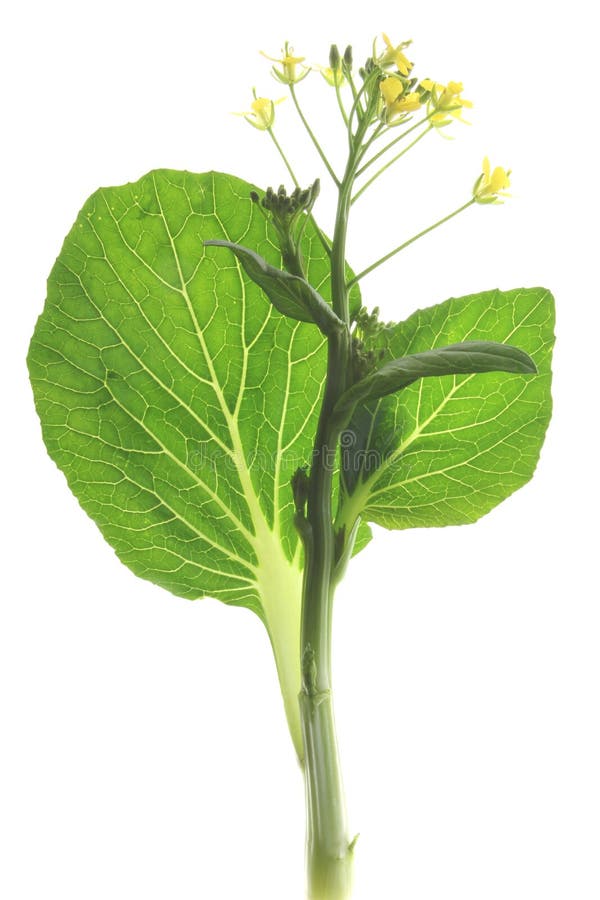 Bok Choy (rapa De La Brassica Chinensis) Imagen de archivo - Imagen de ...