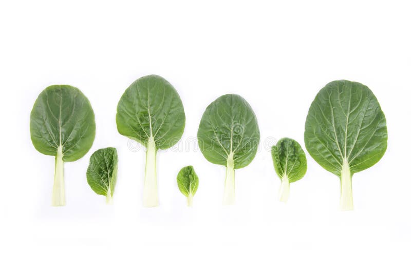 Bok choy leaf stock image. Image of choi, tree, kitchen - 11549457