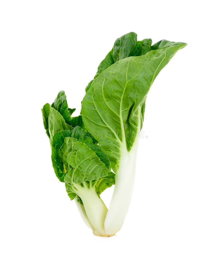 Pak Choi Canton White Stock Photos - Free & Royalty-Free Stock Photos ...