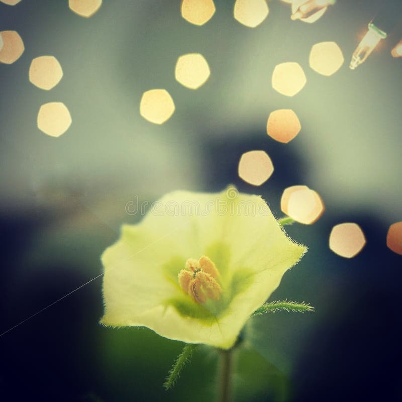 Boke Flower Low Lighting Photos Stock Photo - Image of boke, light ...
