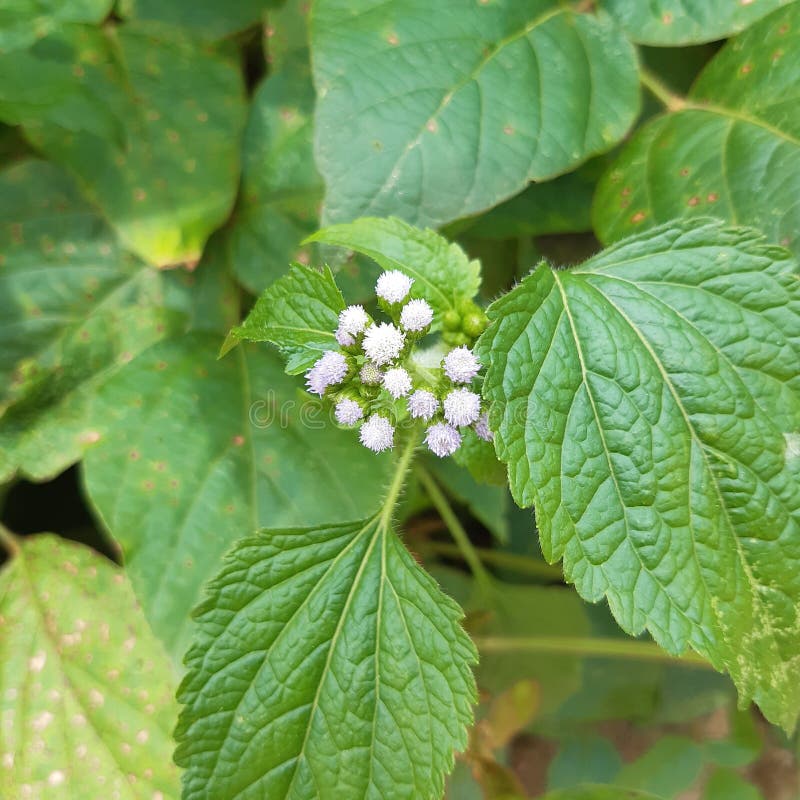 Boke Jhar Stock Photos - Free & Royalty-Free Stock Photos from Dreamstime