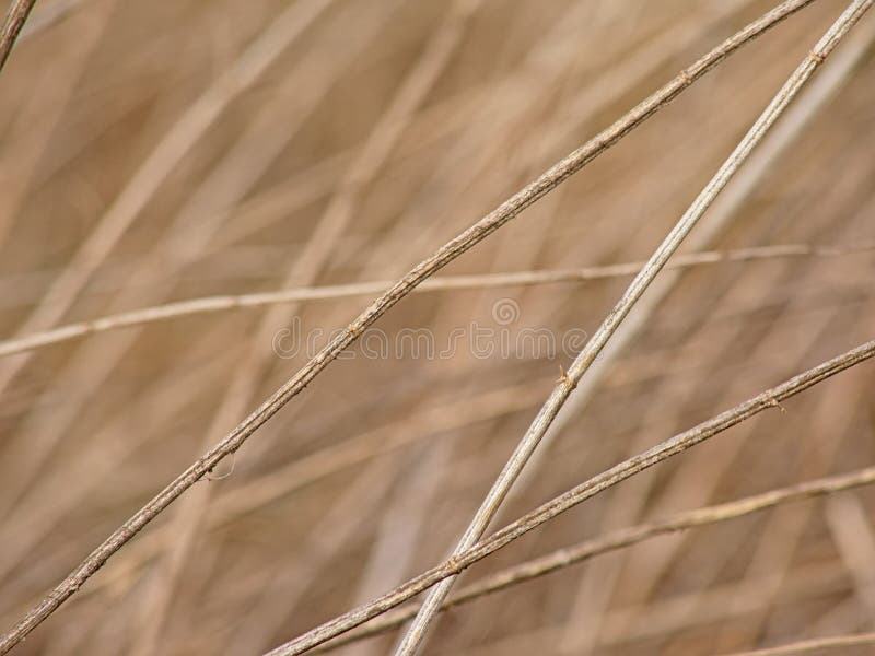 Bokeh Background of Beige Twigs Waving in the Wind Stock Photo - Image ...