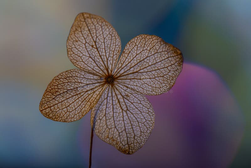 Bokeh Background and Hydrangea Flower Skeleton with Veins and Cells ...