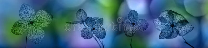 Bokeh Background and Hydrangea Flower Skeleton with Veins and Cells ...