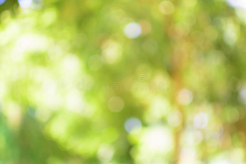 Bokeh Background of Tree Leaves Stock Photo - Image of background ...
