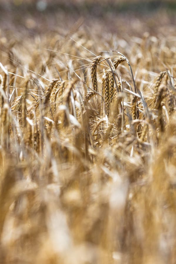 Bokeh of Barley Field with Sky Background Stock Photo - Image of ...